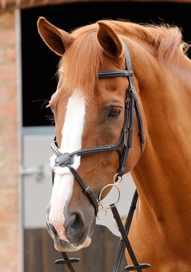 PE Sport Glorioso Grackle Bridle – Heritage Performance Saddles NZ